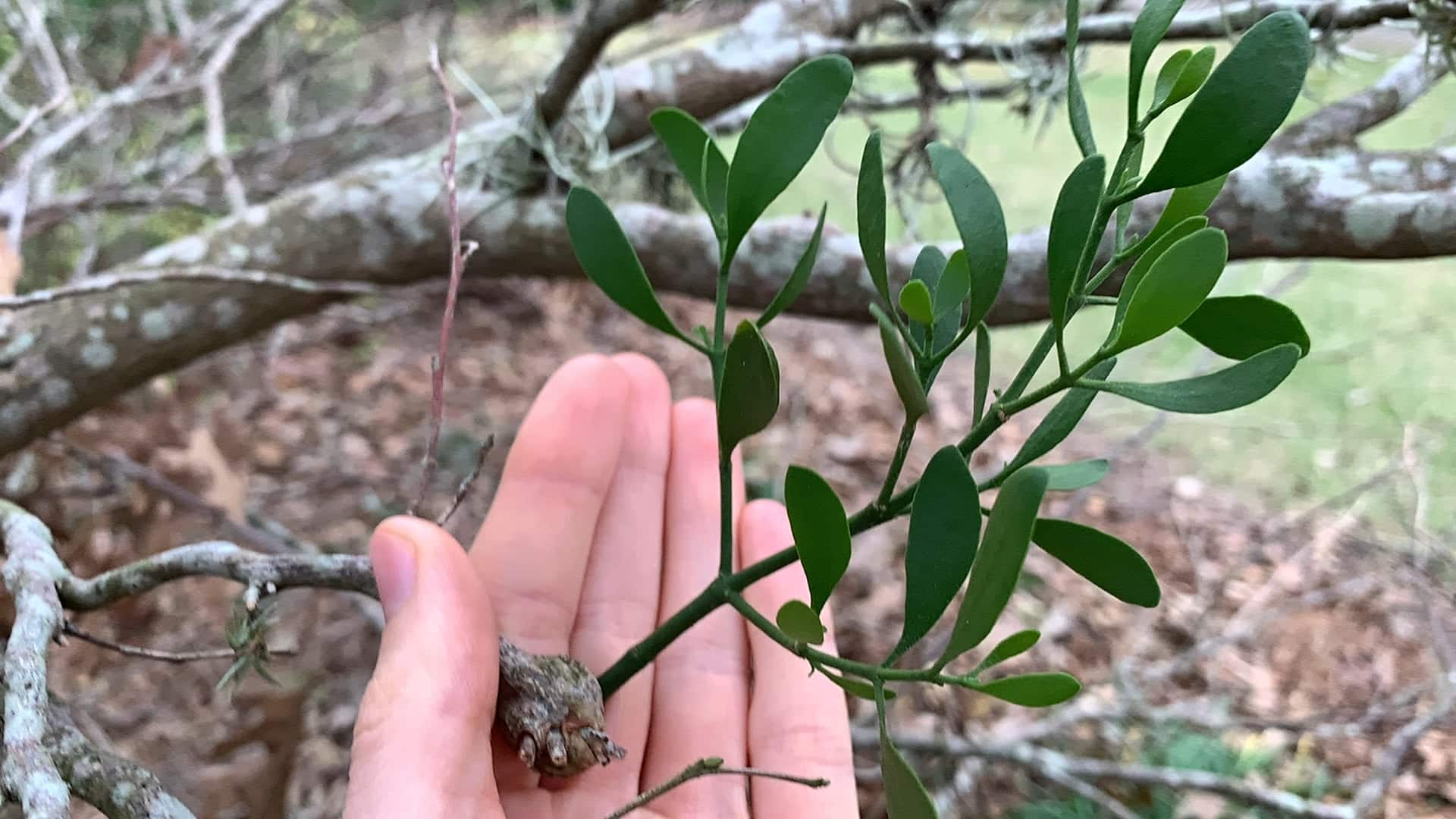 Mistletoe Removal: Protect Your Trees with RM Tree Care